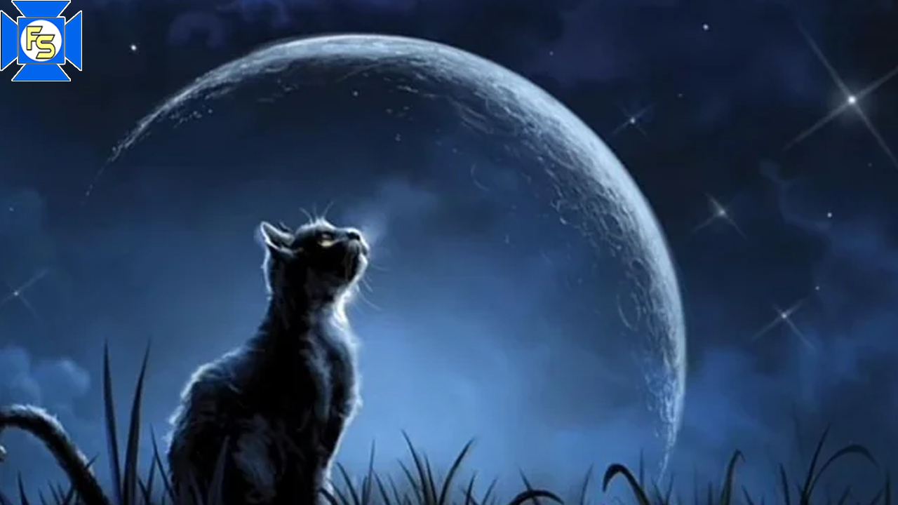Warrior Cats Shadowstar